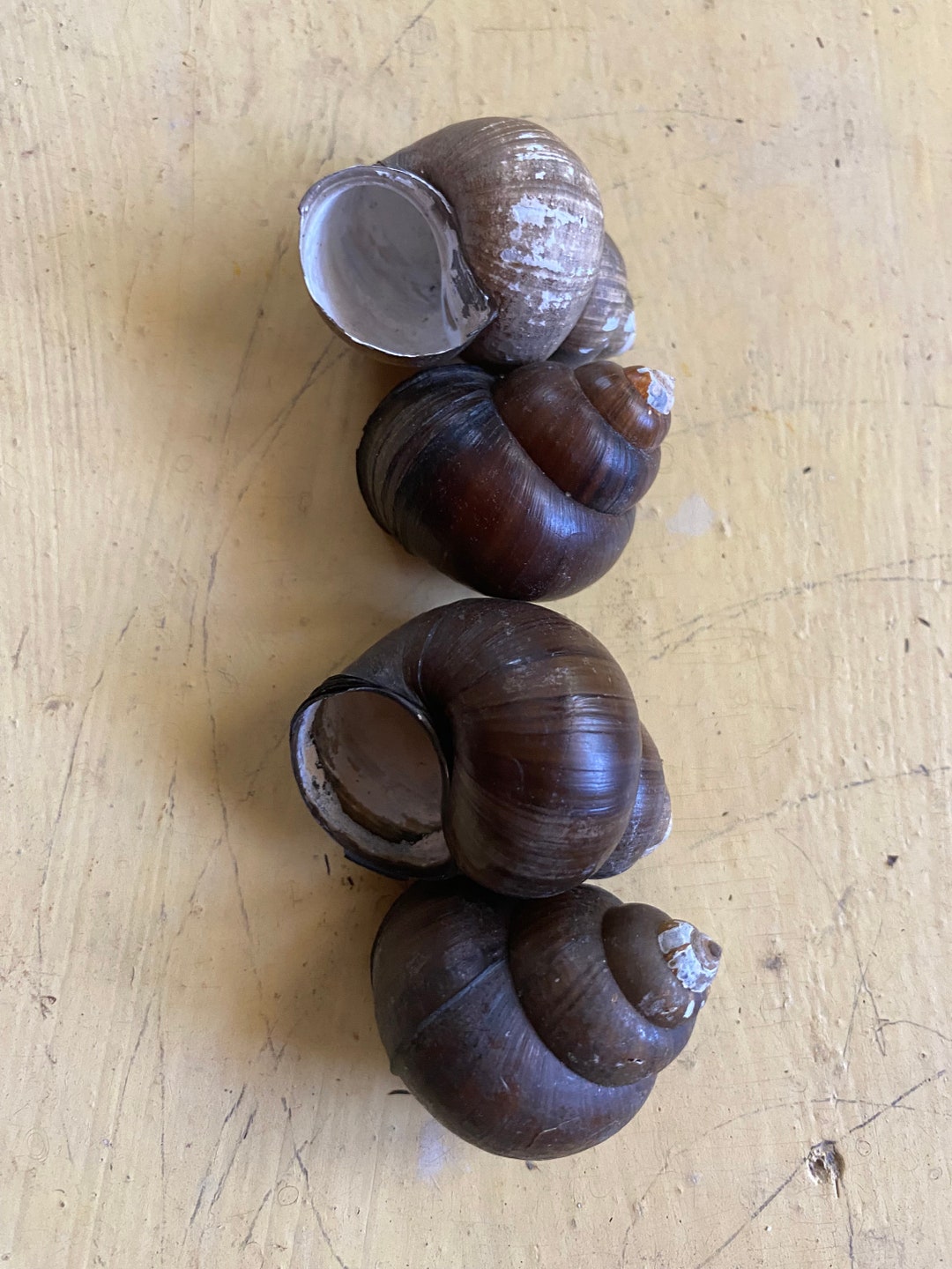 Chinese Mystery Snail Shells 4 Count Crafts Nature Collectible - Etsy