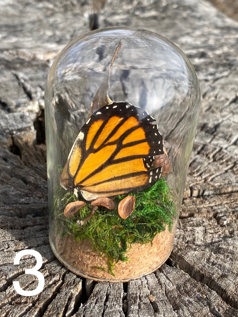 Monarch Butterfly Wing Cloche Display Insect Taxidermy Cottage Core ...