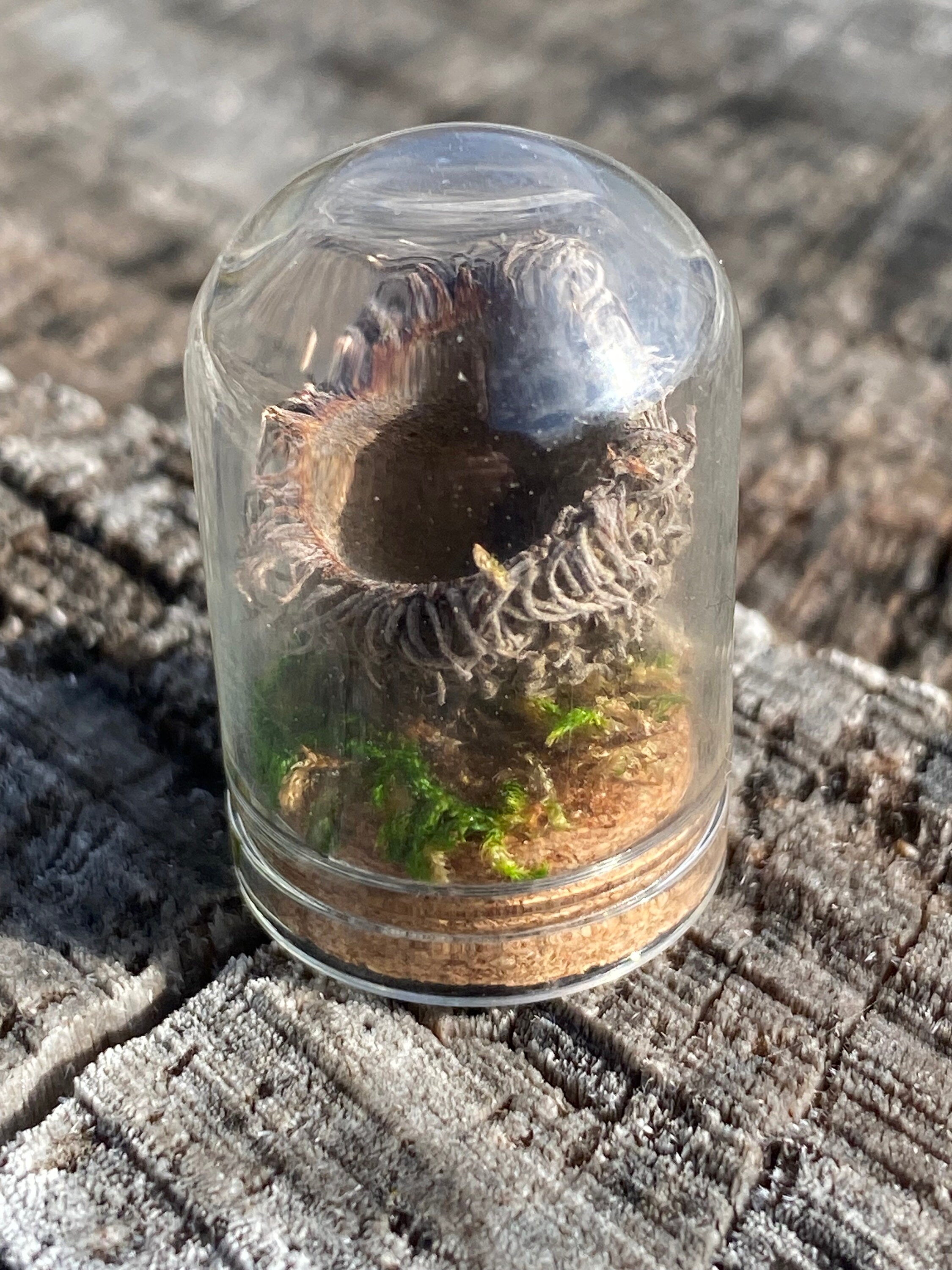Curiosity Jar Acorn Cap Miniature Cloche Display Nature Forest Moss - Etsy