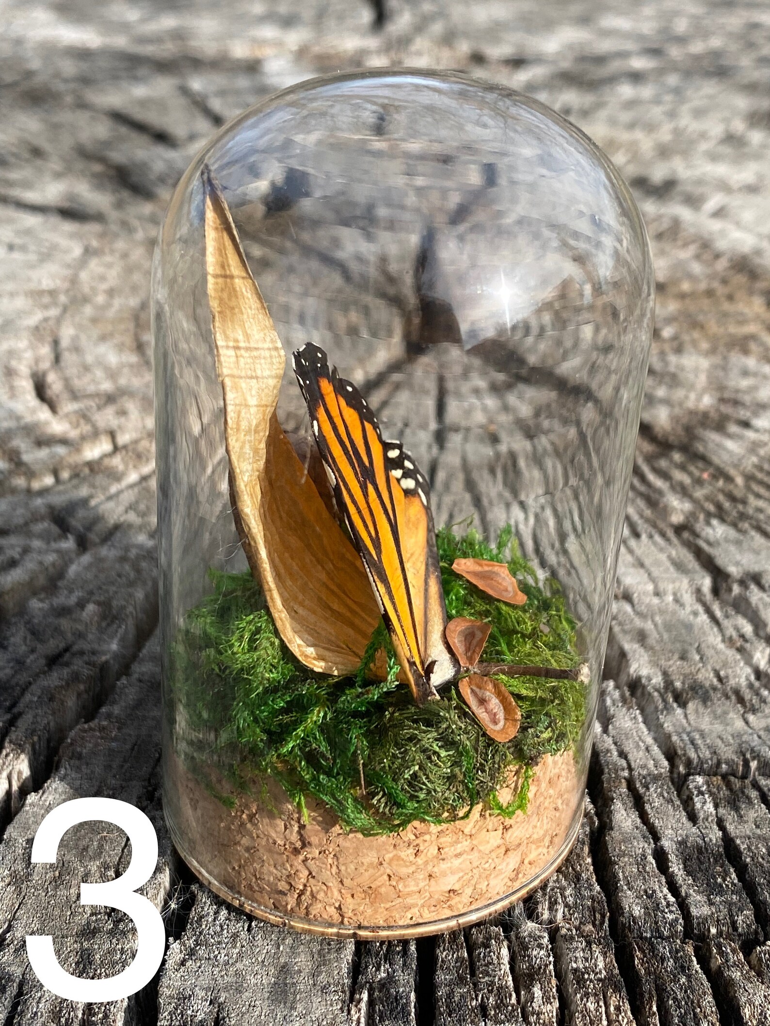 Monarch Butterfly Wing Cloche Display Insect Taxidermy Cottage Core ...