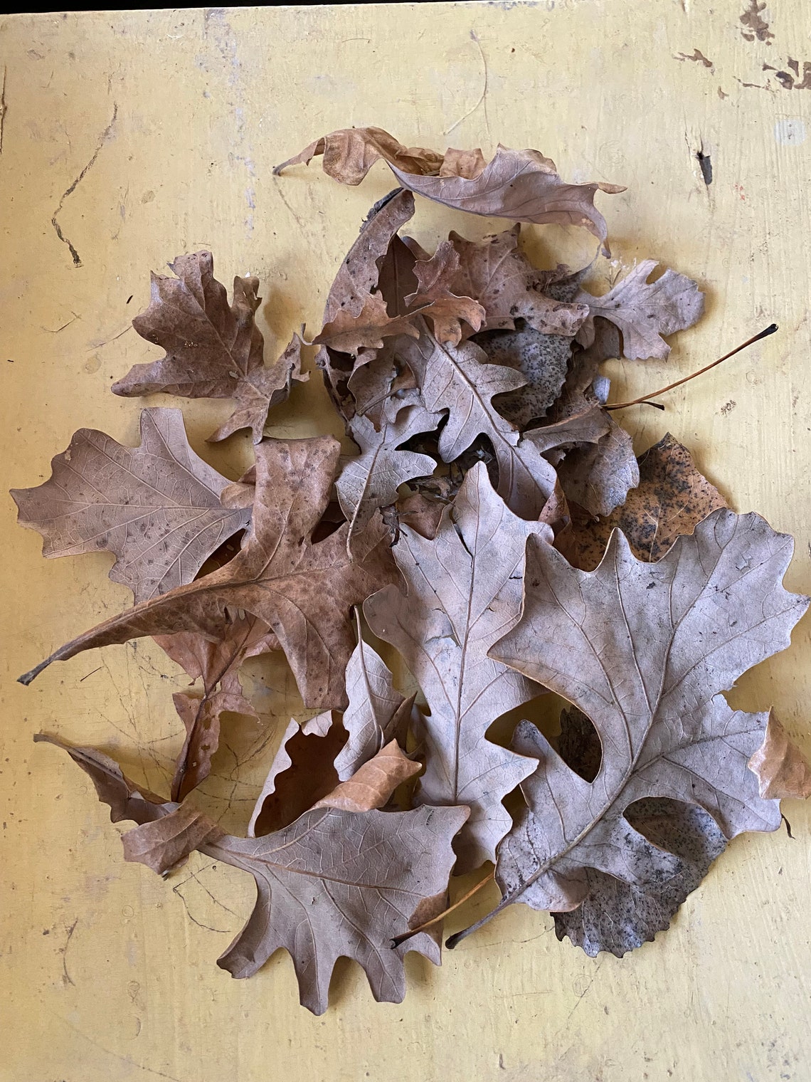 Real Oak Leaves Dried 1 Gallon Bag Organic Use for Terrarium Craft ...