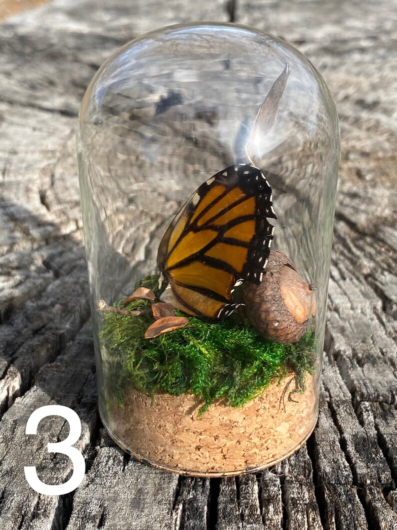 Monarch Butterfly Wing Cloche Display Insect Taxidermy Cottage Core ...