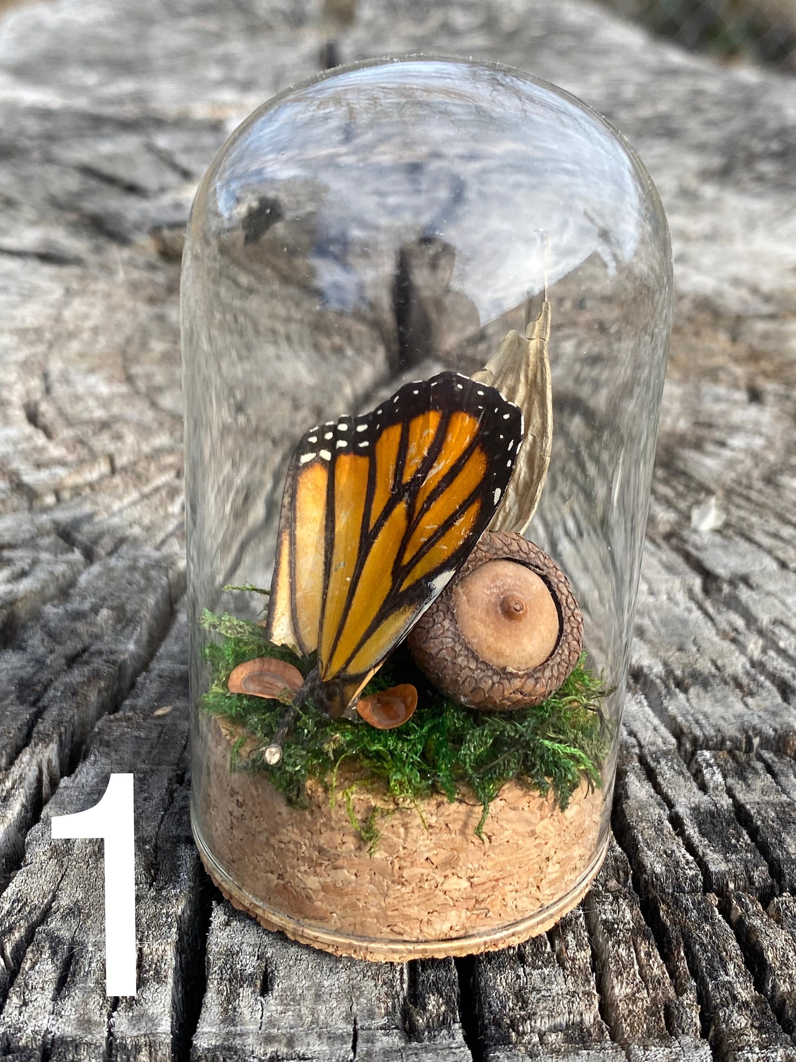 Monarch Butterfly Wing Cloche Display Insect Taxidermy Cottage Core ...