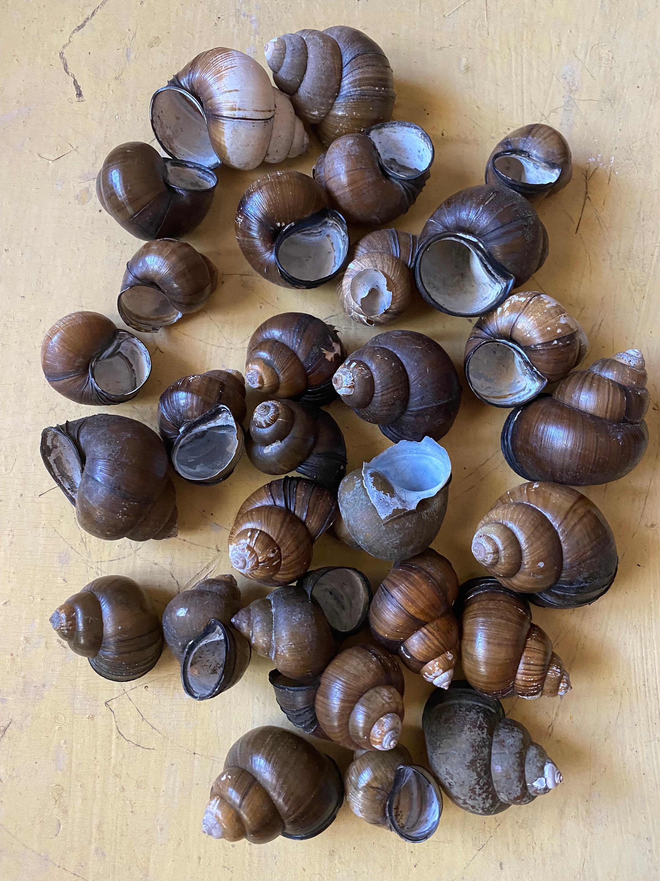 Chinese Mystery Snail Shells 4 Count Crafts Nature Collectible - Etsy