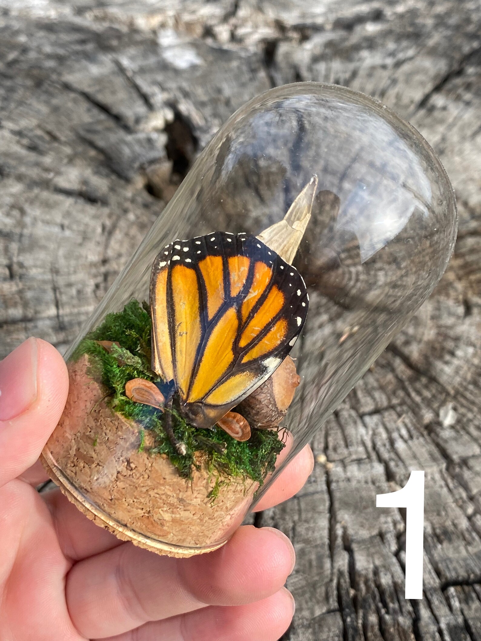 Monarch Butterfly Wing Cloche Display Insect Taxidermy Cottage Core ...