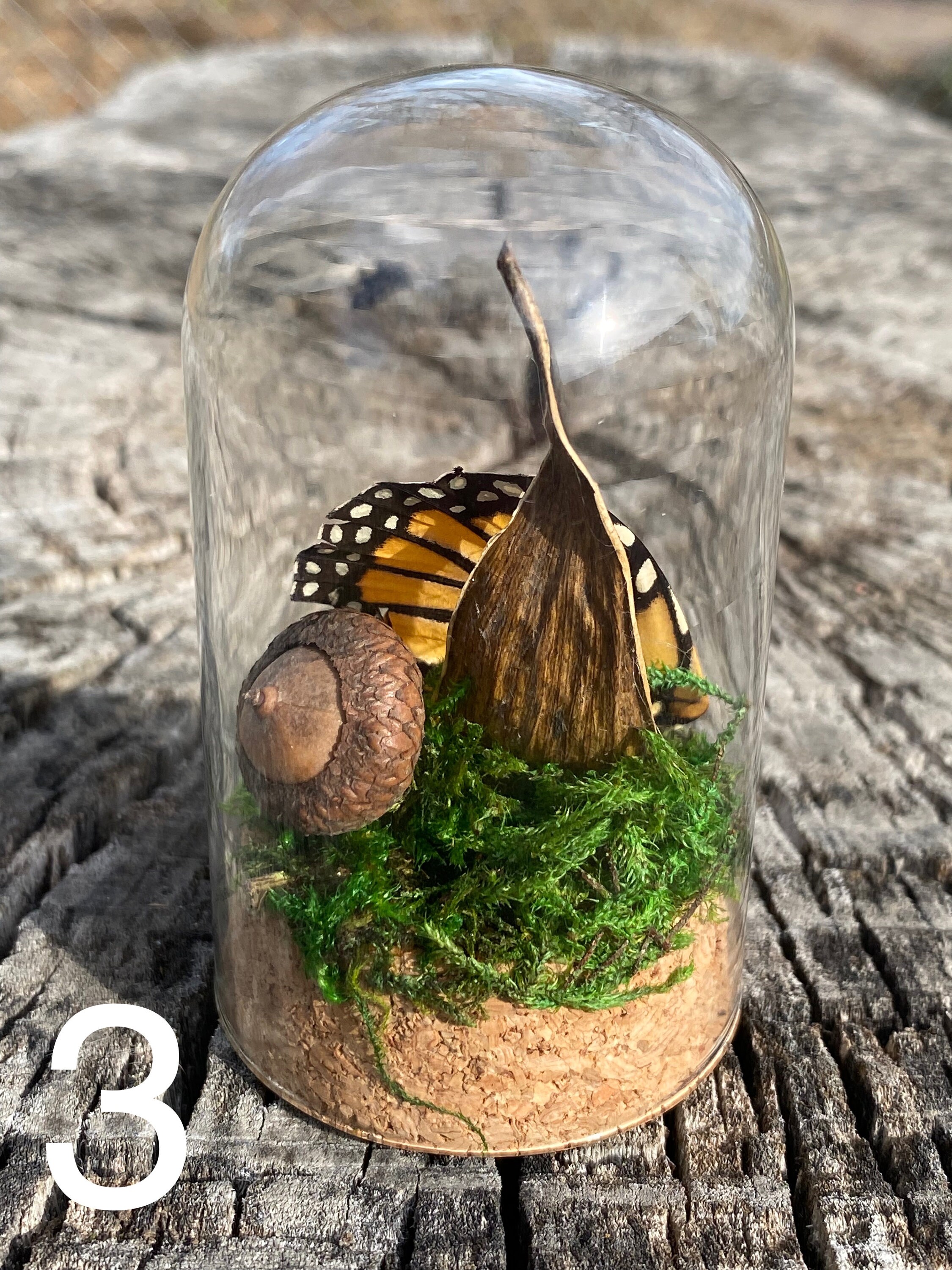 Monarch Butterfly Wing Cloche Display Insect Taxidermy Cottage Core ...