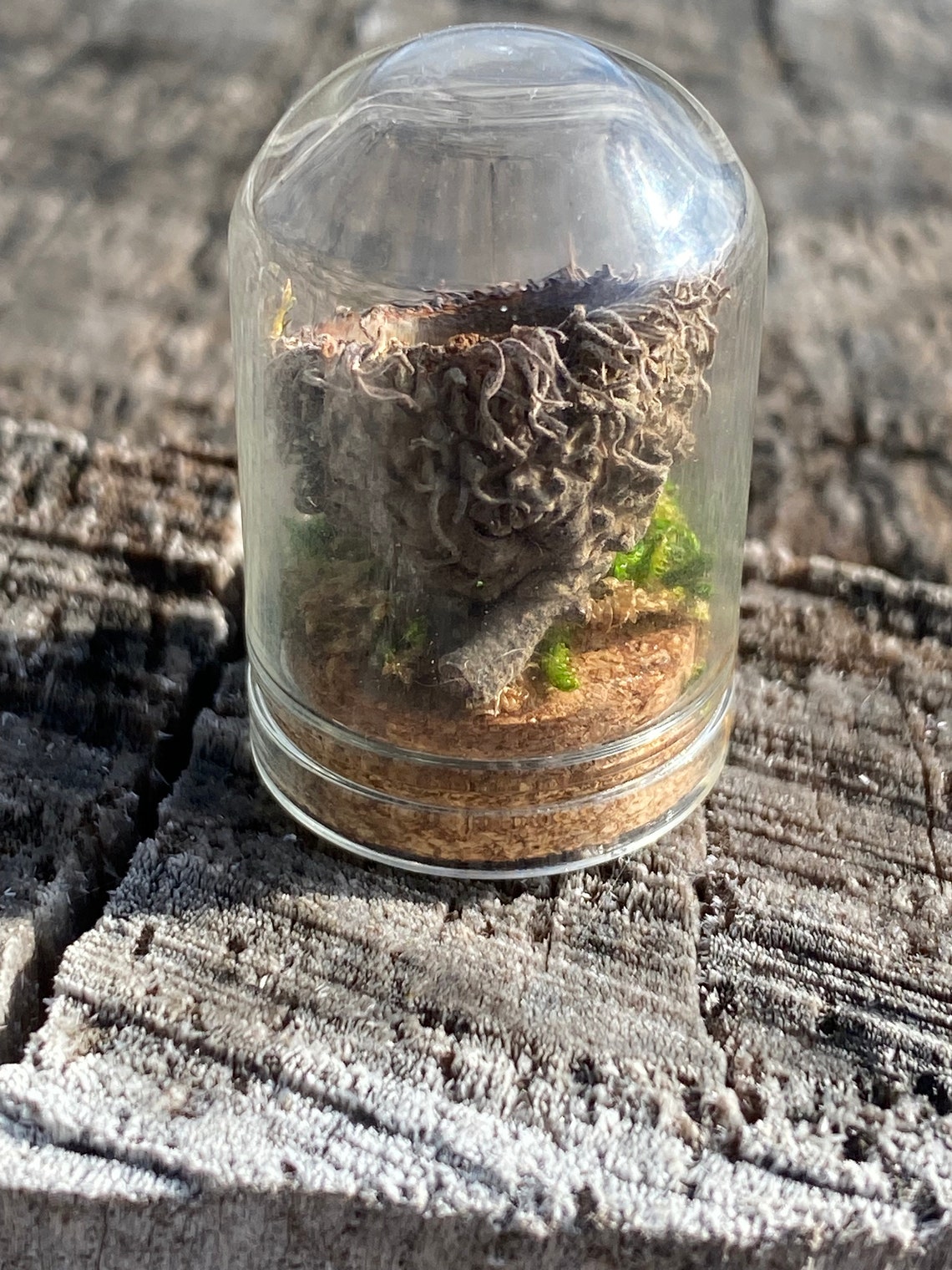 Curiosity Jar Acorn Cap Miniature Cloche Display Nature Forest Moss - Etsy
