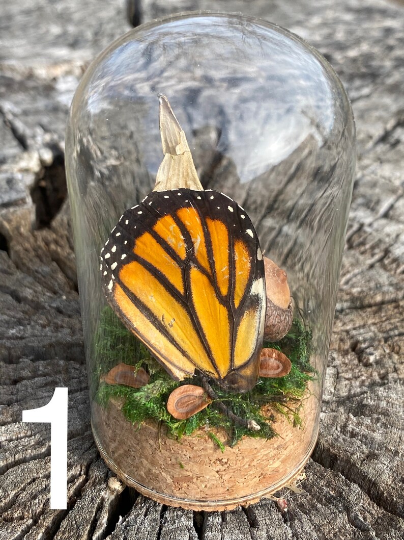 Monarch Butterfly Wing Cloche Display Insect Taxidermy Cottage Core ...