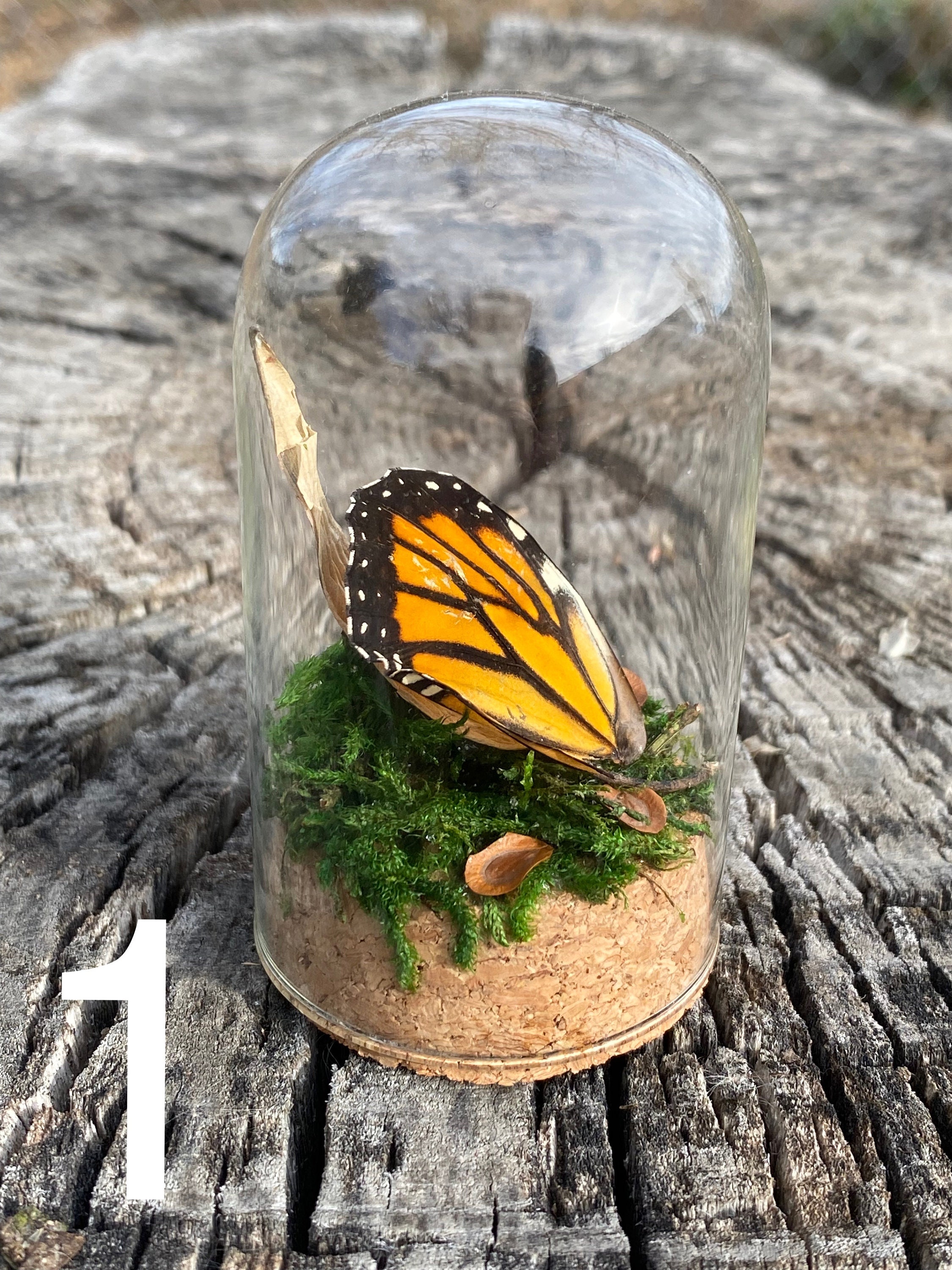Monarch Butterfly Wing Cloche Display Insect Taxidermy Cottage Core ...