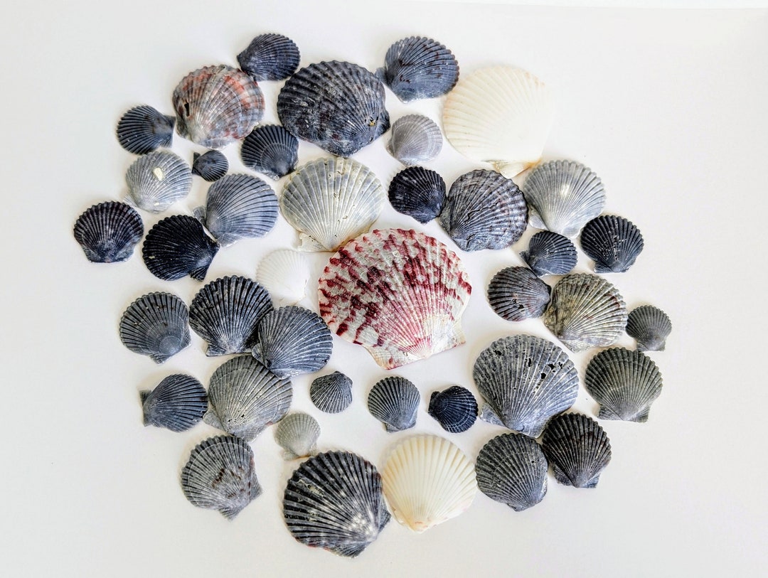 Scallop Shell 40 Piece | Imperfect Scallop Seashells - Etsy