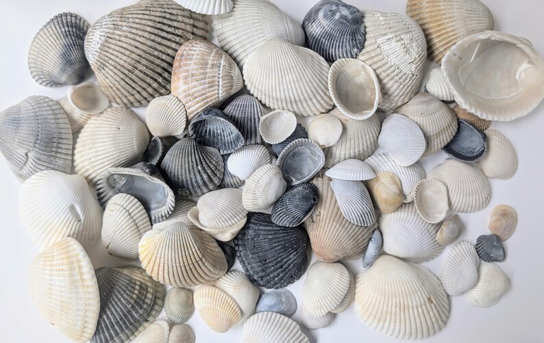 Imperfect Florida Clam Shells | 20 Count Seashells | Natural Coastal ...