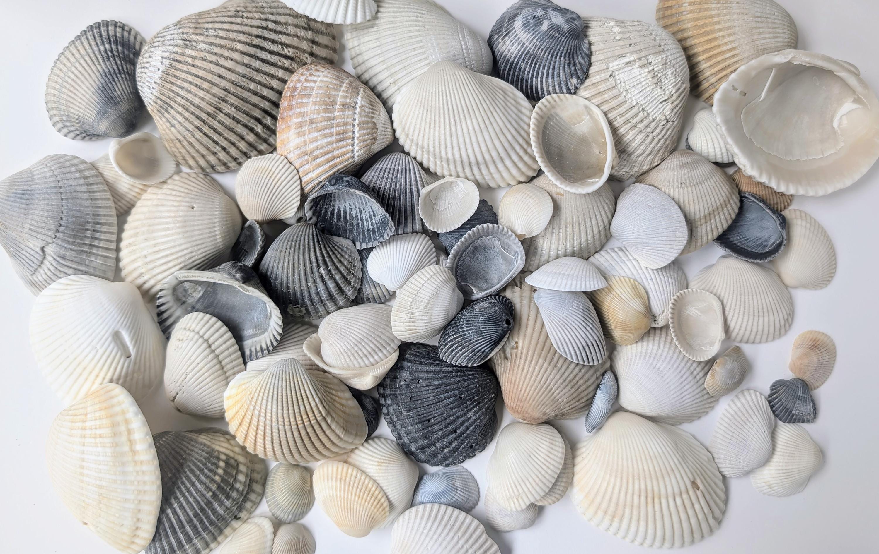 Imperfect Florida Clam Shells | 20 Count Seashells | Natural Coastal ...