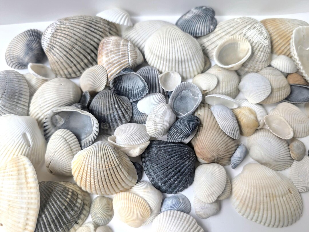 Imperfect Florida Clam Shells | 20 Count Seashells | Natural Coastal ...