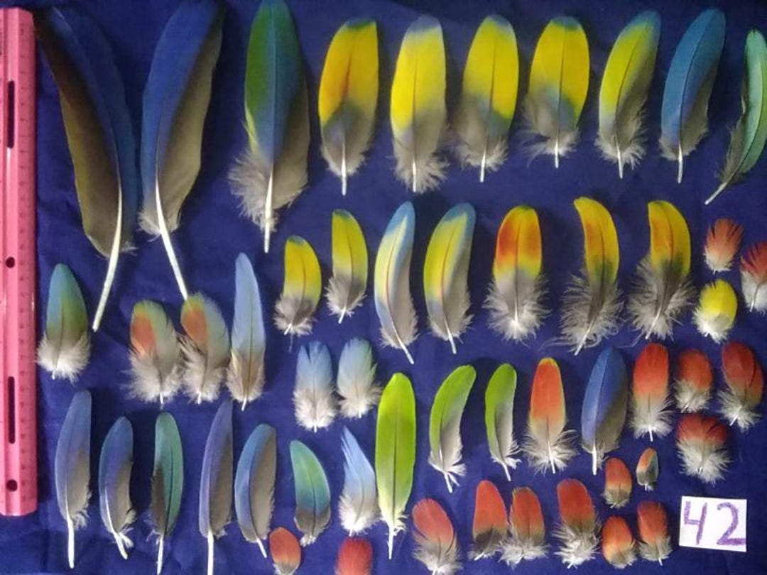 Feathers, Parrot Feathers, Assorted Feathers, Macaw Feathers, Scarlett Macaw Feathers, Blue ...