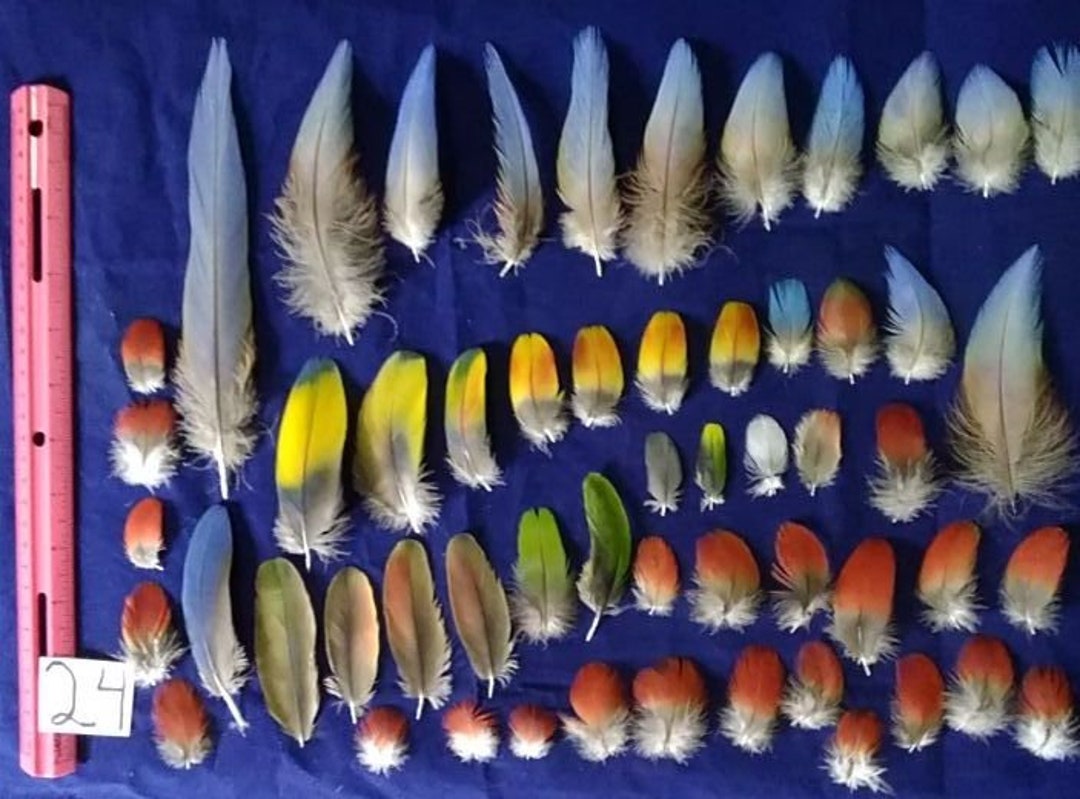 Feathers, Parrot Feathers, Assorted Feathers, Macaw Feathers, Scarlett ...