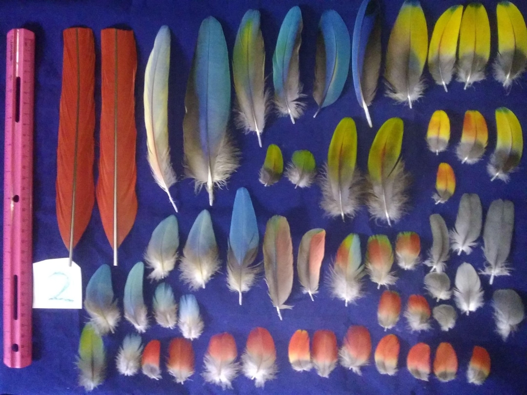 Feathers, Parrot Feathers, Assorted Feathers, Macaw Feathers, Scarlett ...