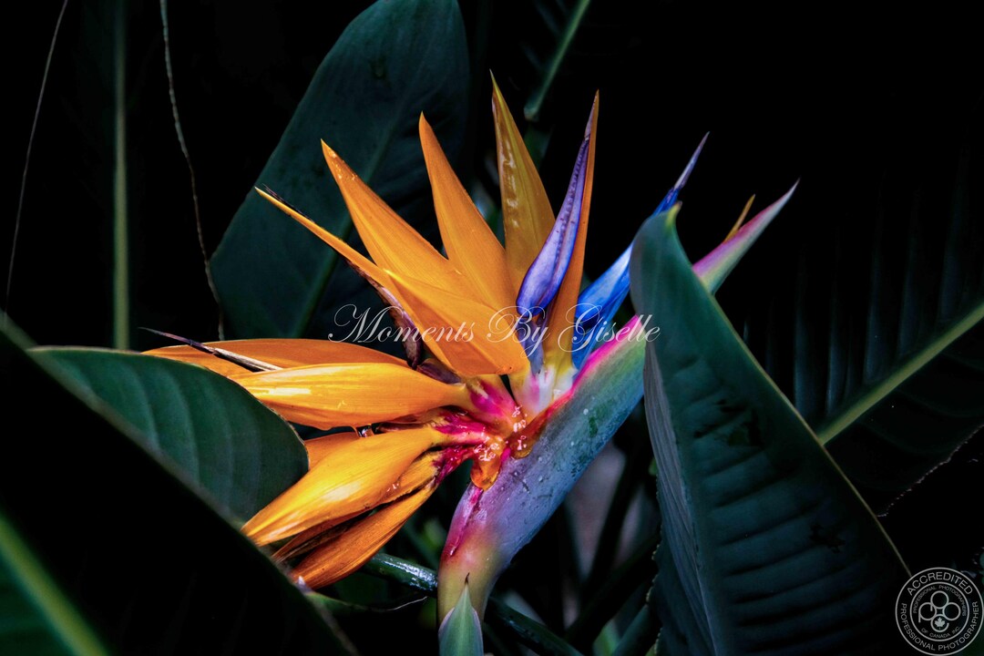 Tropical Paradise: Captivating Bird of Paradise Bloom watermarks Are ...