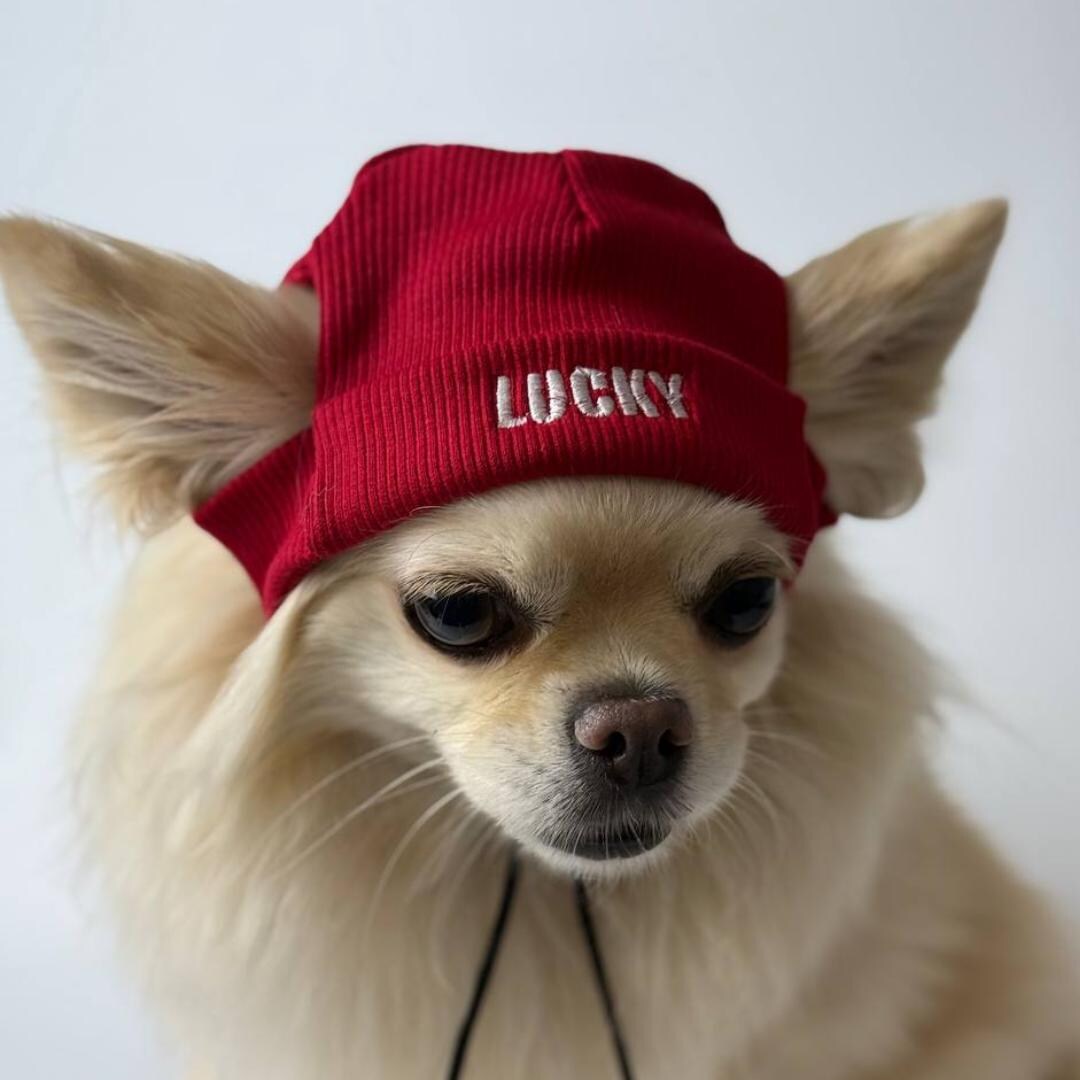 Personalized Pet Beanie – Custom Embroidered Name Winter Cap for Dogs ...