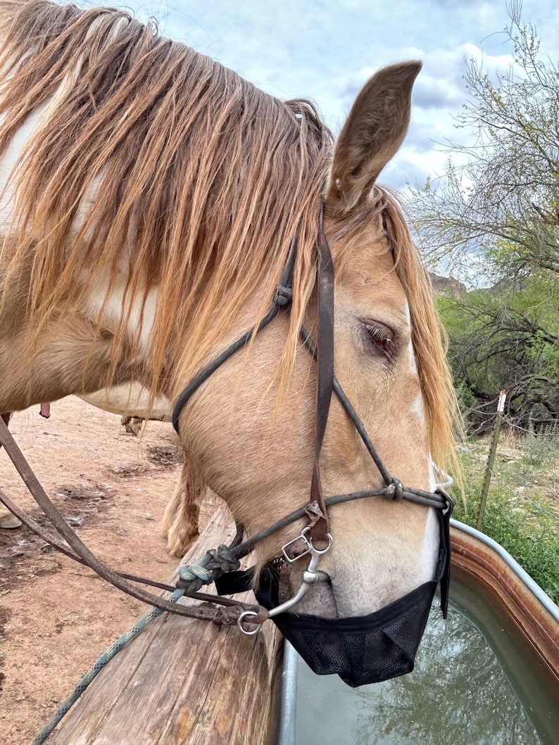 Horse Muzzle, Draft Horse Muzzle, No Eat Muzzle for Horse, No Bite ...