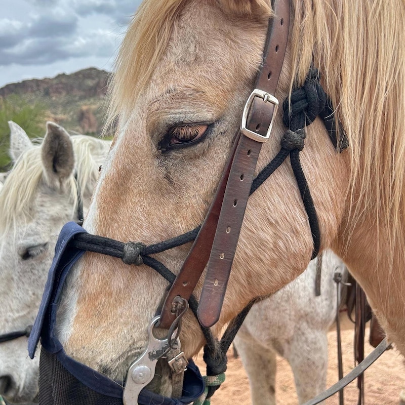 Leather Mules - Etsy