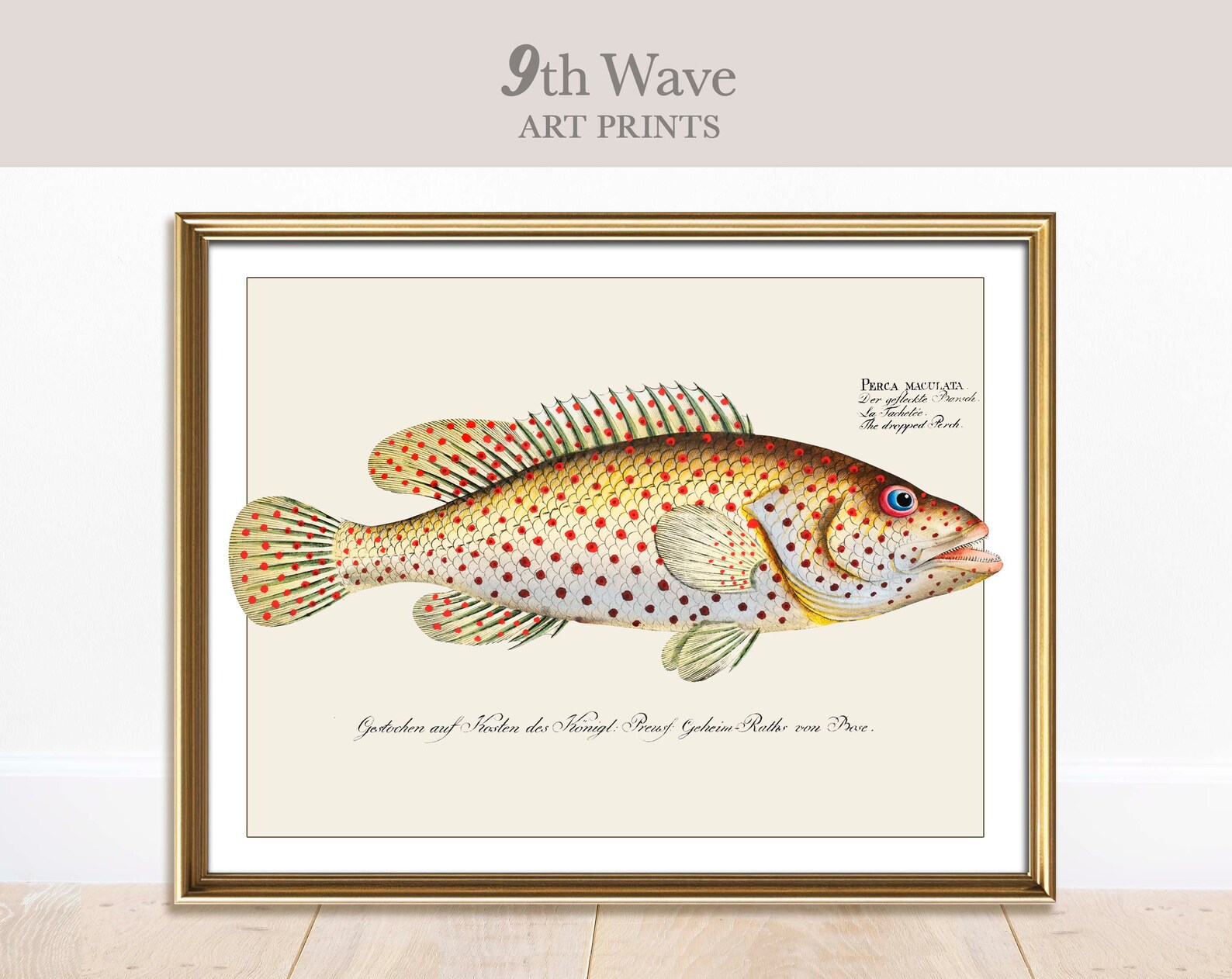 Antique Fish Printable | Vintage Fish Print | Gallery Wall Printable ...