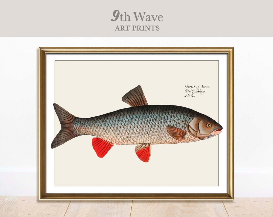 Antique Fish Printable | Vintage Fish Print | Gallery Wall Printable ...