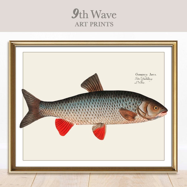 Antique Fish Print - Etsy