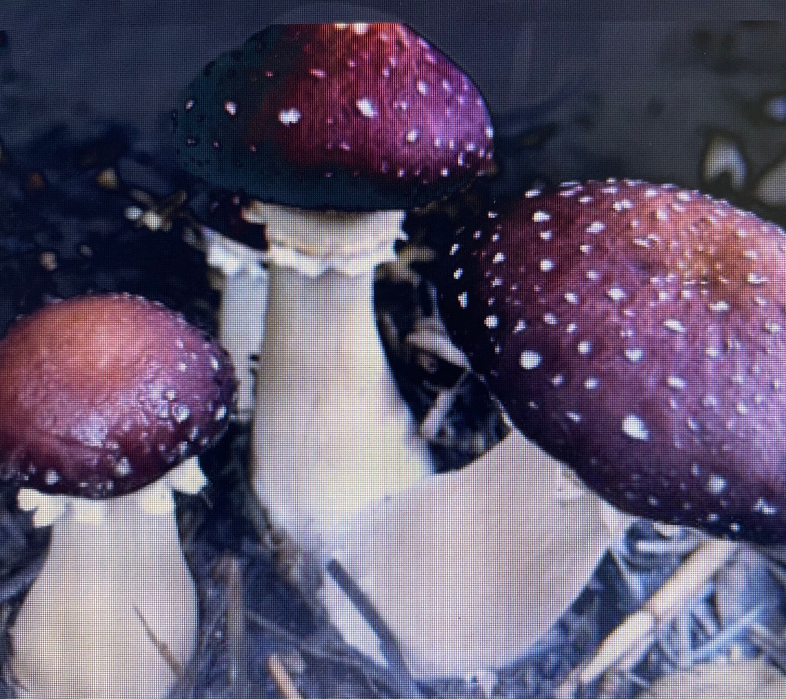 5lbs Fully Colonized Grain Spawn Wine Cap stropharia Rugoso-annulata - Etsy