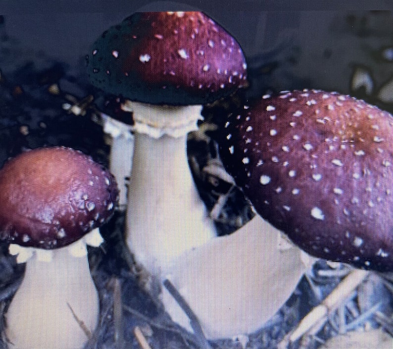 5lbs Fully Colonized Grain Spawn Wine Cap stropharia Rugoso-annulata - Etsy