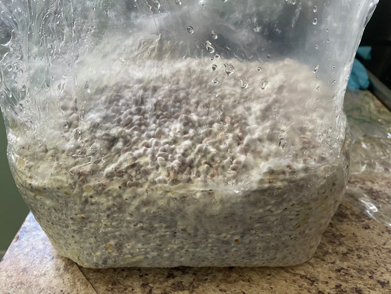 5lbs Fully Colonized Grain Spawn Wine Cap stropharia Rugoso-annulata - Etsy