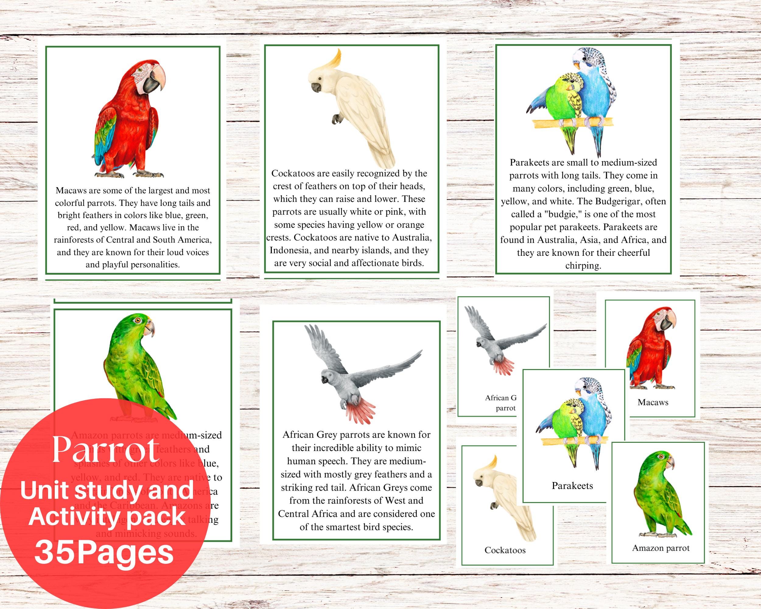 PARROT Unit Study, Anatomy, Handwriting, Learning Materials ...