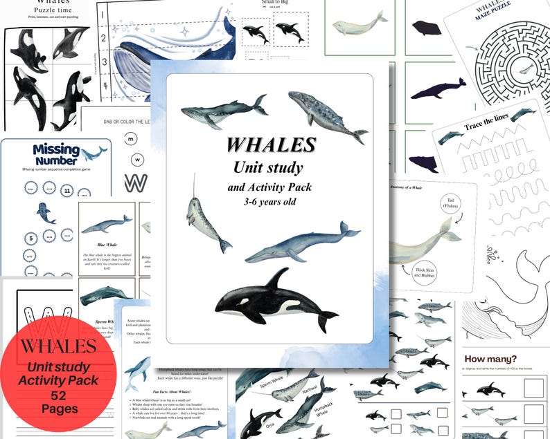 Whales Unit Study, Anatomy, Life Cycle (digital Download) - Etsy