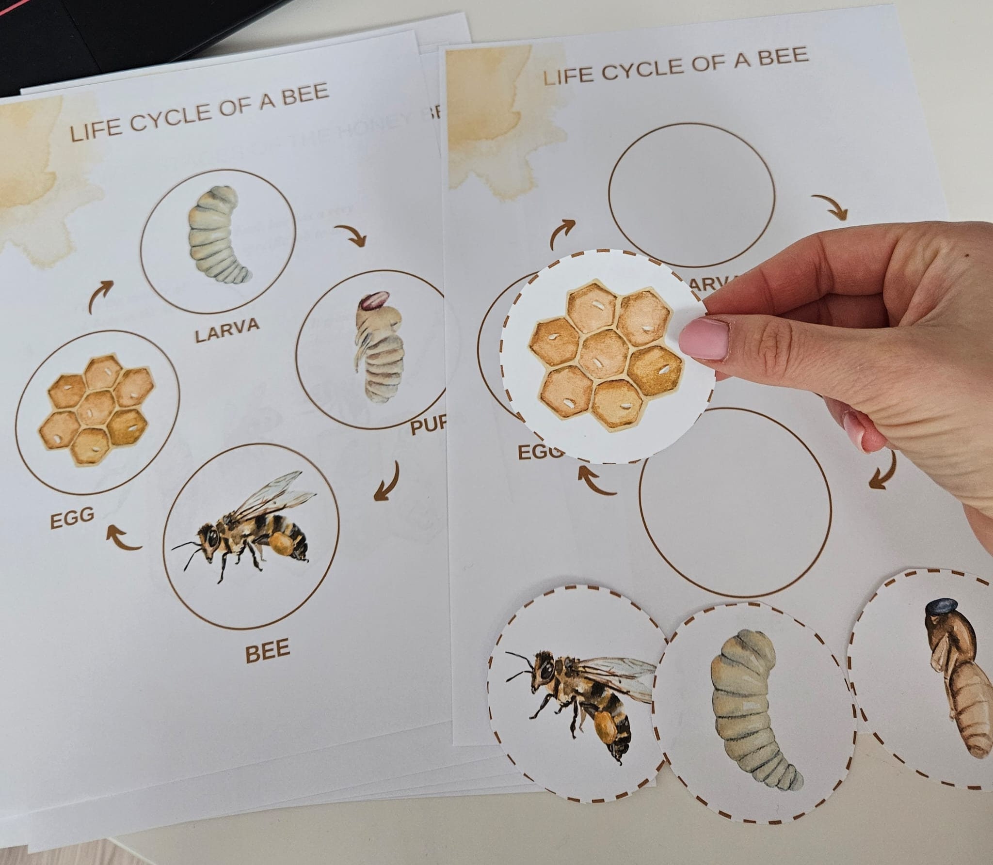 Honey Bee, Nature Journal, Life Cycle, Anatomy, Nature Study, INSTANT ...