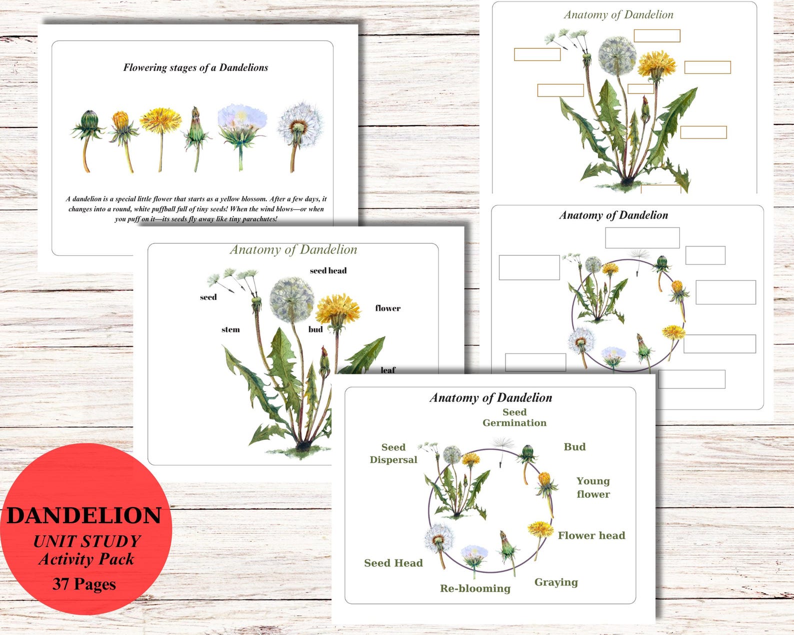 Dandelion Unit Study and Activity Pack, Nature Study, Life Cycle ...