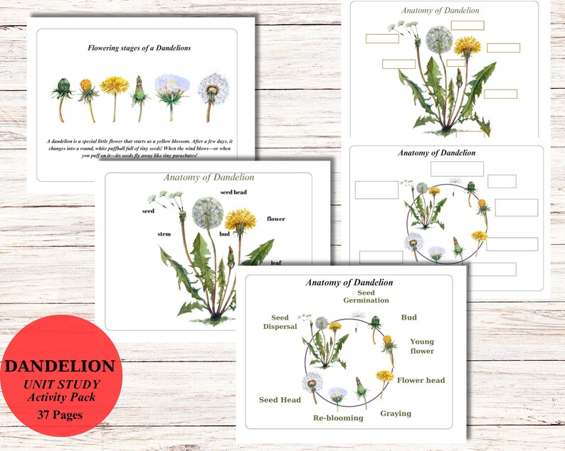 Dandelion Unit Study and Activity Pack, Nature Study, Life Cycle ...
