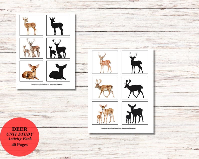 DEER Unit Study, Life Cycle, Anatomy, Deer Activities, Kids- 3-6 Years ...