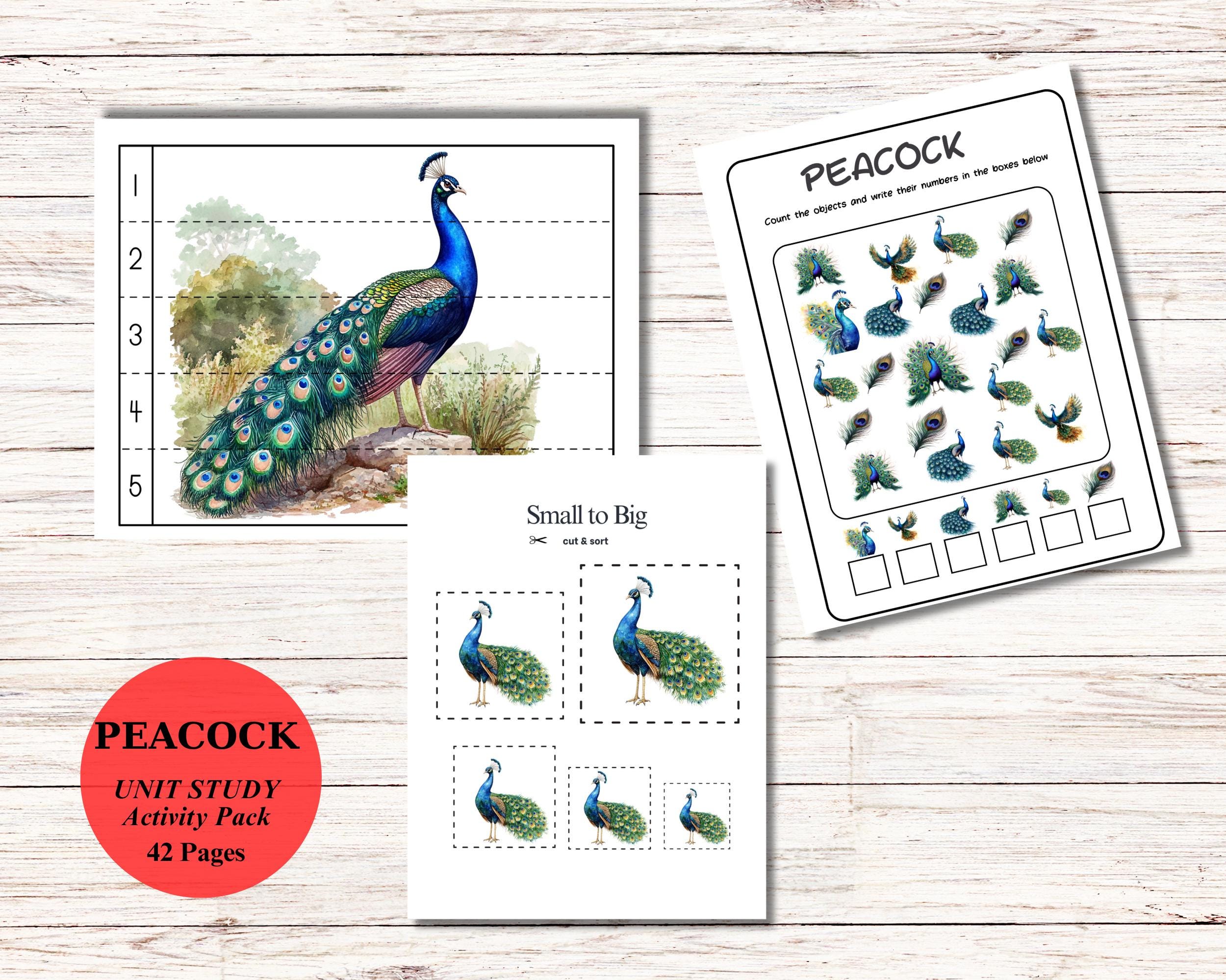 PEACOCK Unit Study and Activity Pack, Kids 3-6 Years Old, Anatomy ...