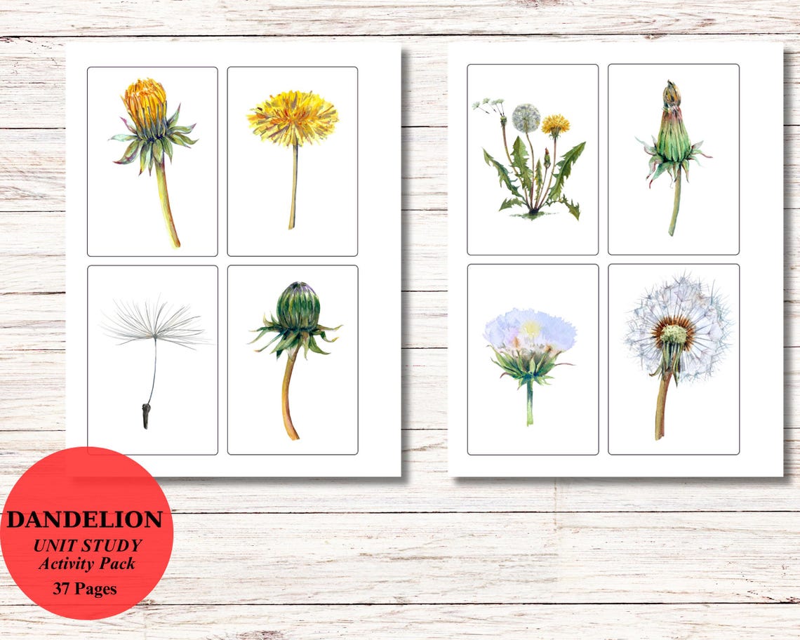 Dandelion Unit Study and Activity Pack, Nature Study, Life Cycle ...