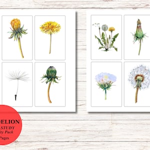 Dandelion Unit Study and Activity Pack, Nature Study, Life Cycle ...