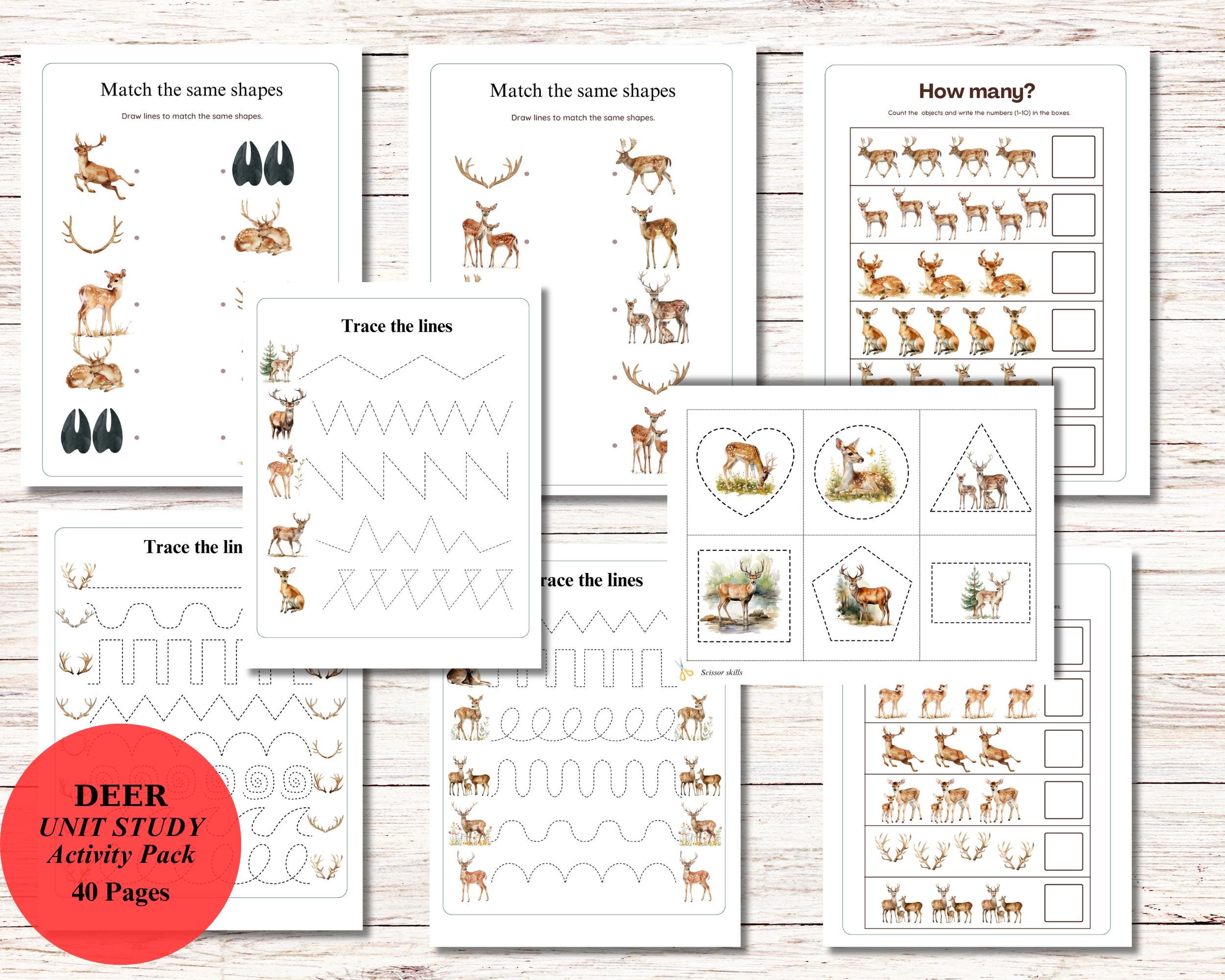 DEER Unit Study, Life Cycle, Anatomy, Deer Activities, Kids- 3-6 Years ...
