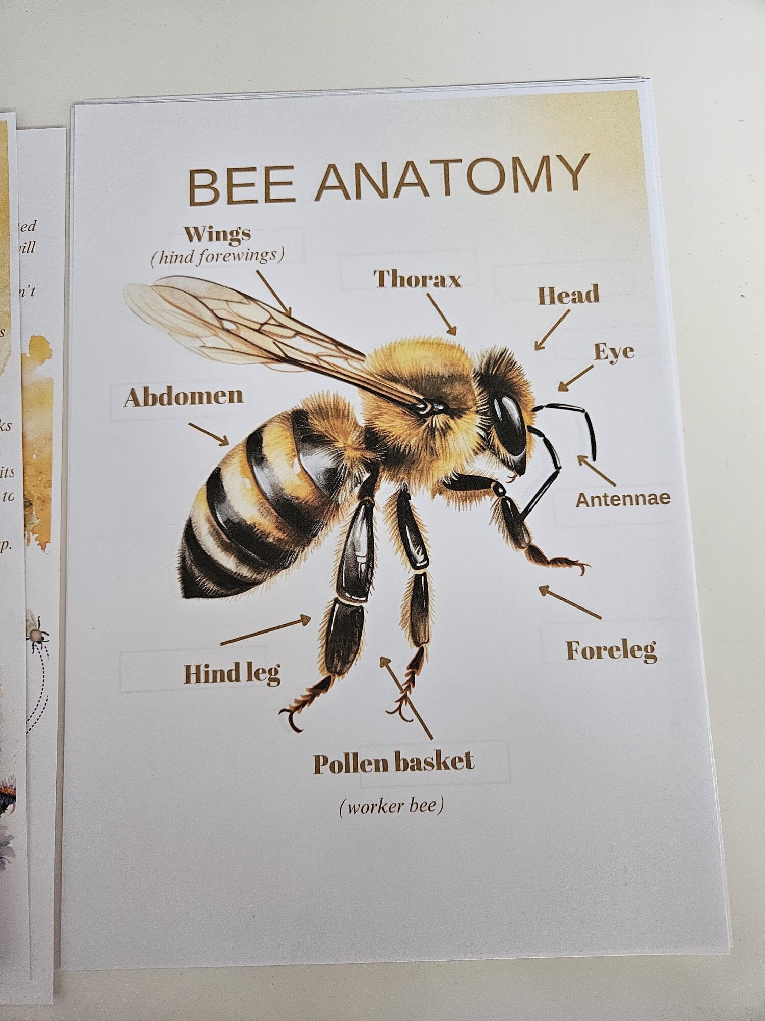 Honey Bee, Nature Journal, Life Cycle, Anatomy, Nature Study, INSTANT ...