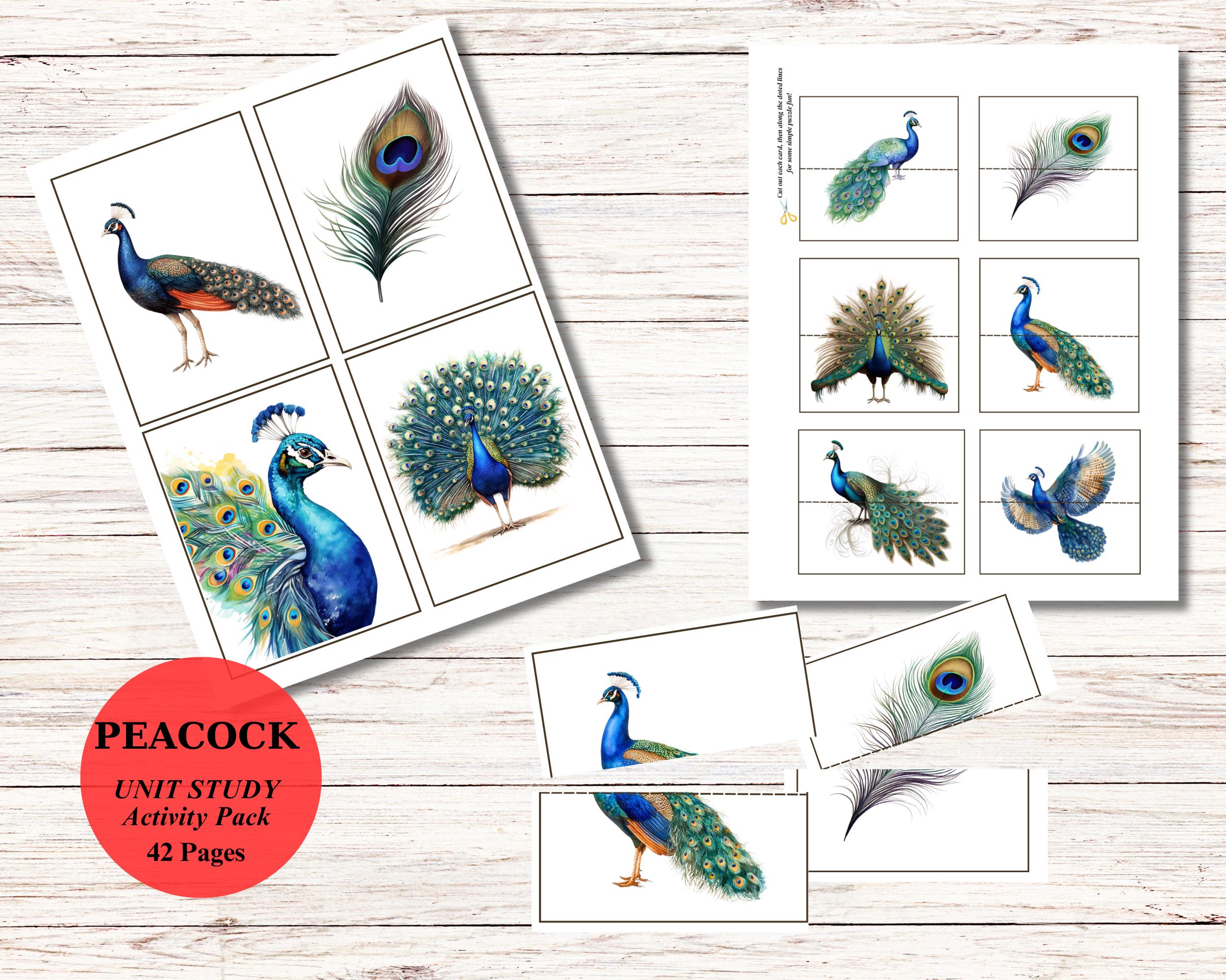 PEACOCK Unit Study and Activity Pack, Kids 3-6 Years Old, Anatomy ...