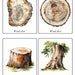Tree Nature Journal BUNDLE - Unit Study, Life Cycle, Anatomy, Benefits ...