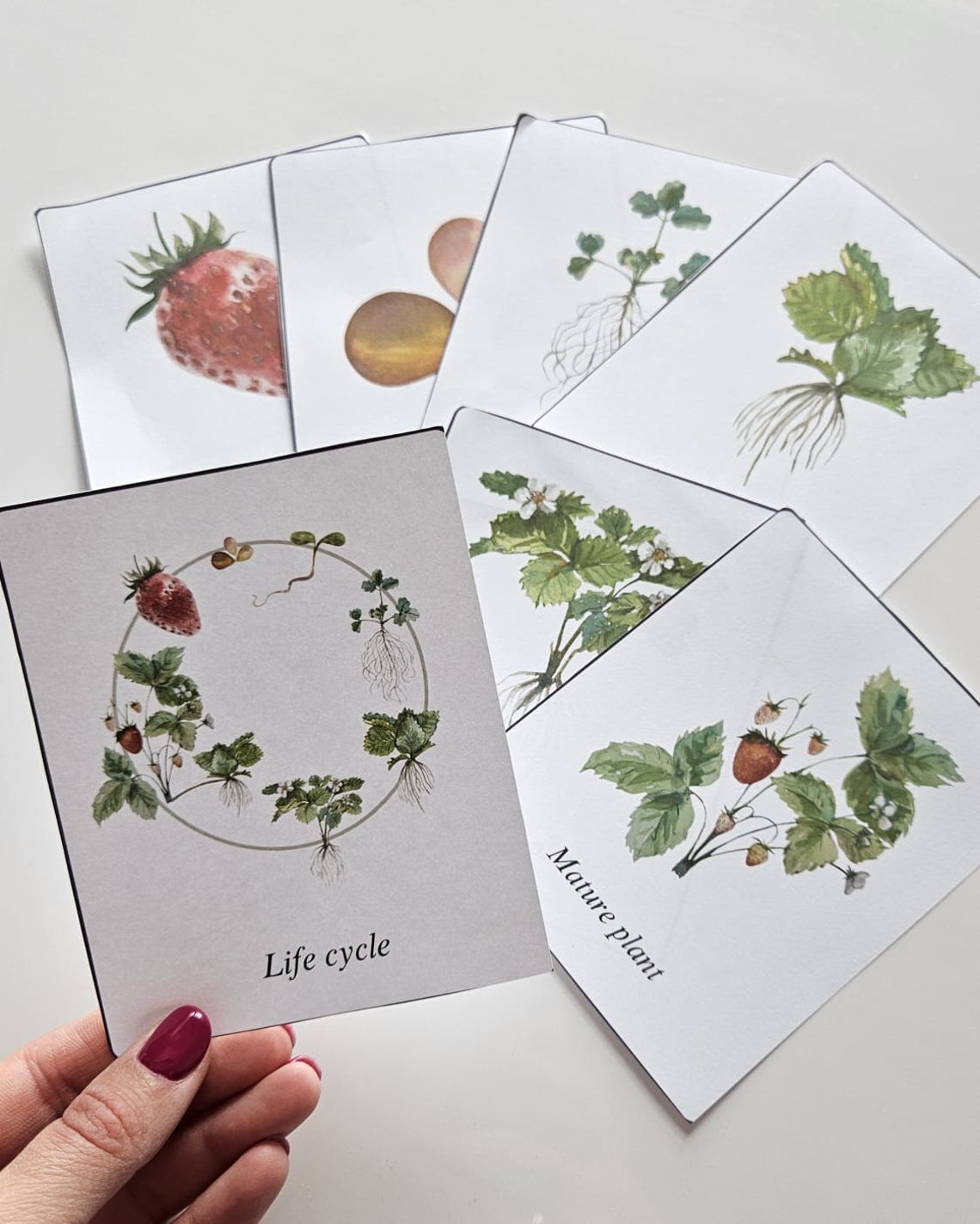 Strawberry Nature Journal, Strawberry Anatomy, Strawberry Lifecycle ...