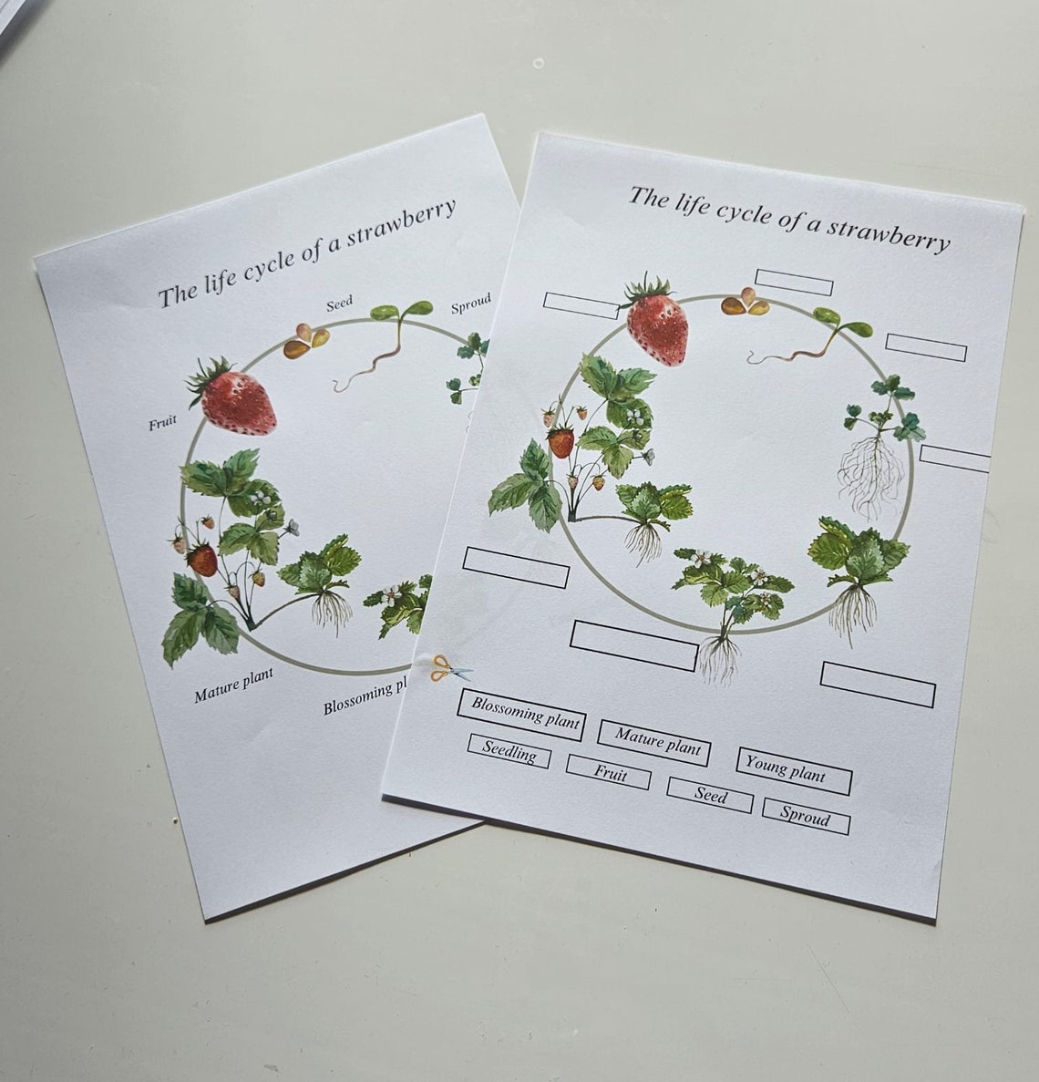 Strawberry Nature Journal, Strawberry Anatomy, Strawberry Lifecycle ...