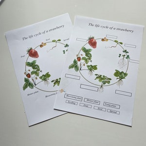 Strawberry Nature Journal, Strawberry Anatomy, Strawberry Lifecycle ...