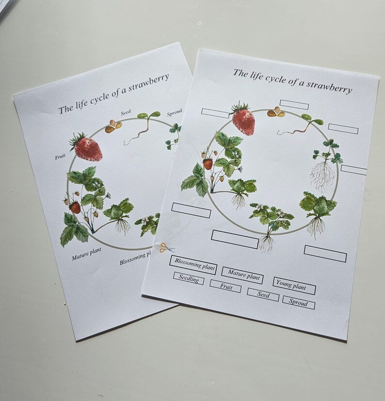 Strawberry Nature Journal, Strawberry Anatomy, Strawberry Lifecycle ...