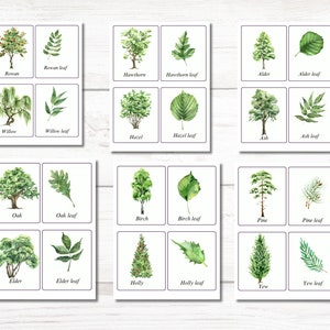 Tree Nature Journal BUNDLE - Unit Study, Life Cycle, Anatomy, Benefits ...