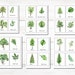 Tree Nature Journal BUNDLE - Unit Study, Life Cycle, Anatomy, Benefits ...