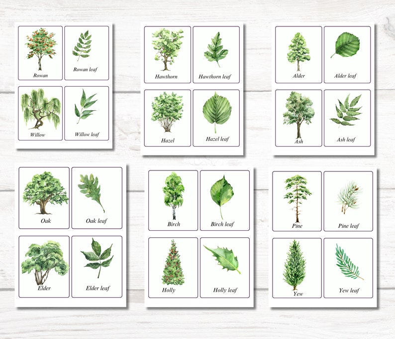 Tree Nature Journal BUNDLE - Unit Study, Life Cycle, Anatomy, Benefits ...